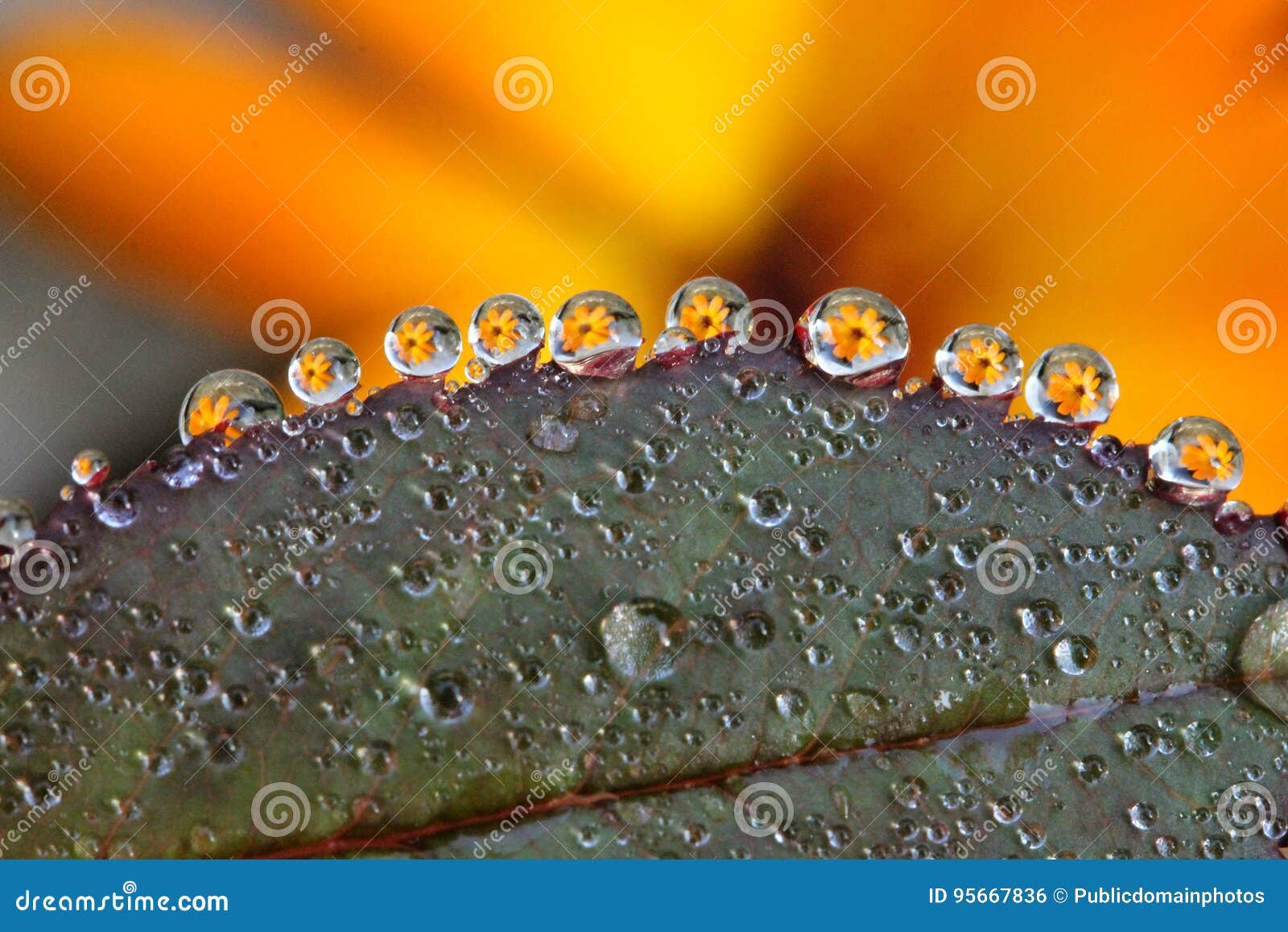 Water, Dew, Drop, Moisture Picture. Image: 95667836