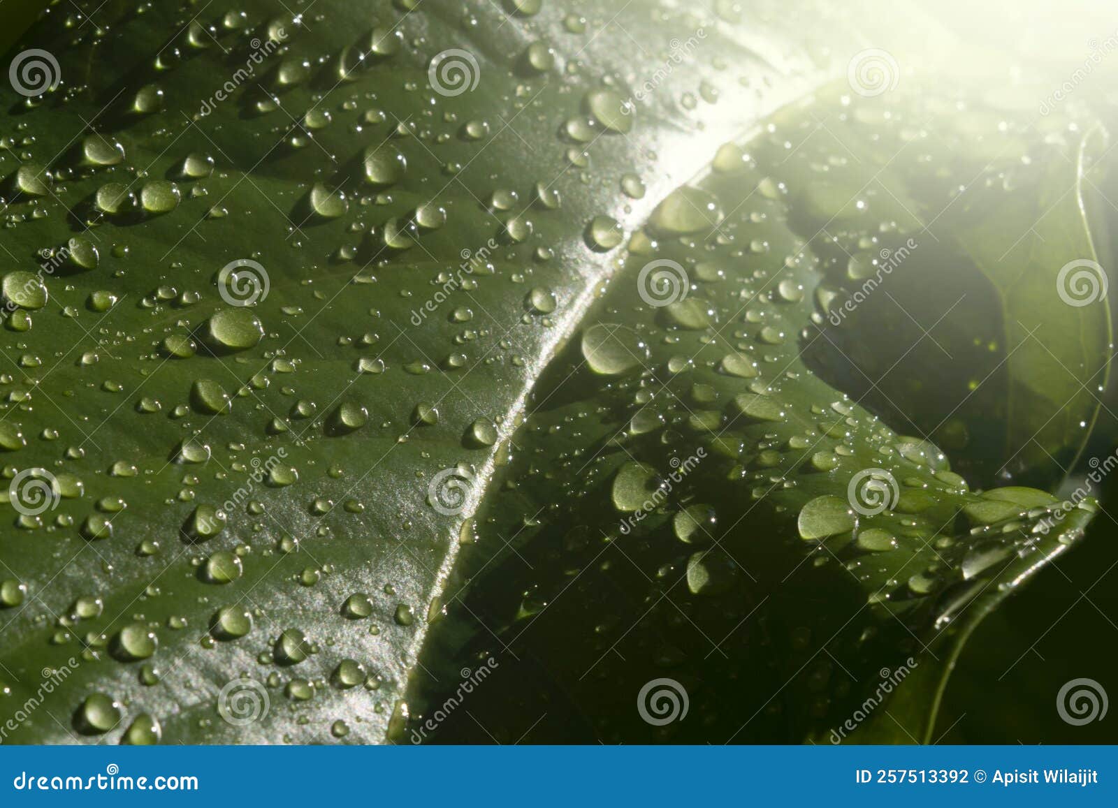Water Dew Droplets on Beautiful Leaves Plants. Stock Photo - Image of ...