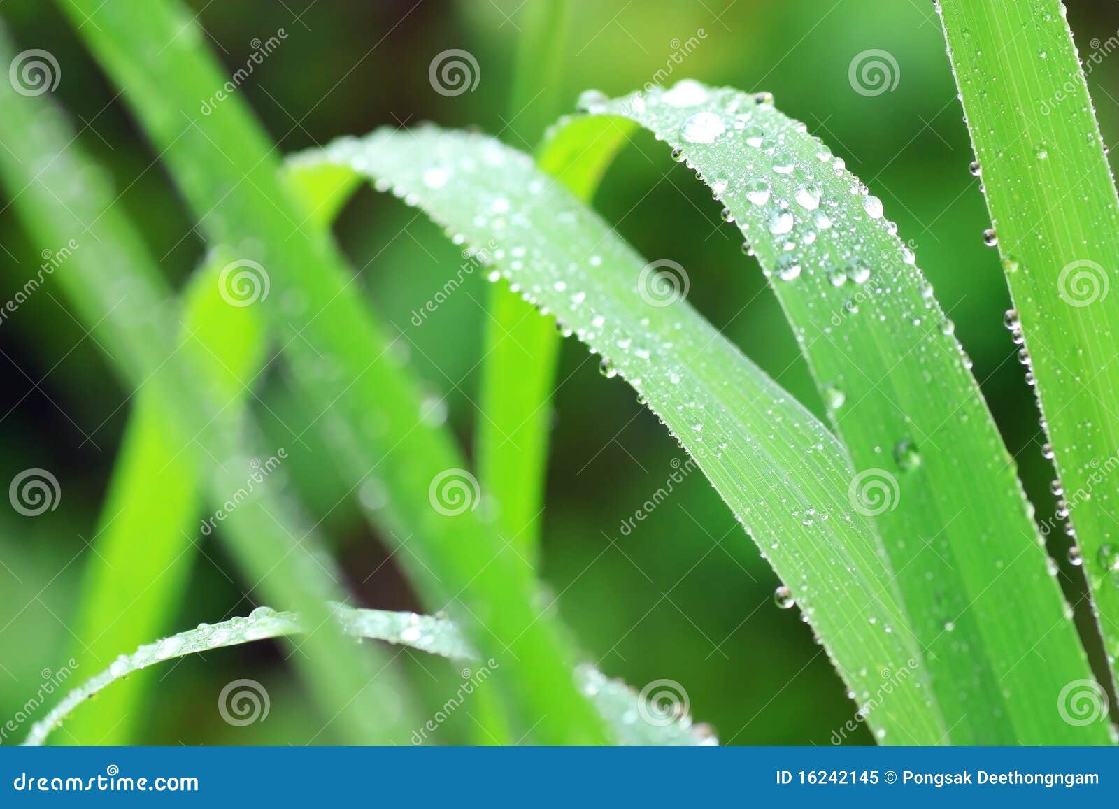 Water dew drops stock image. Image of beautiful, blade - 16242145