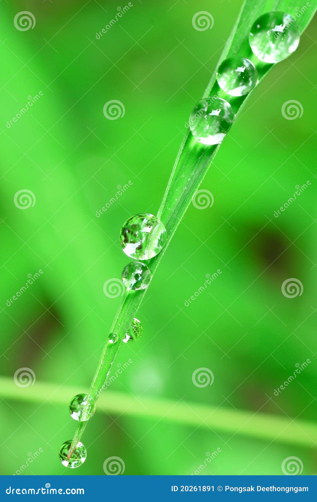 Water dew drops stock image. Image of drops, shine, macro - 20261891
