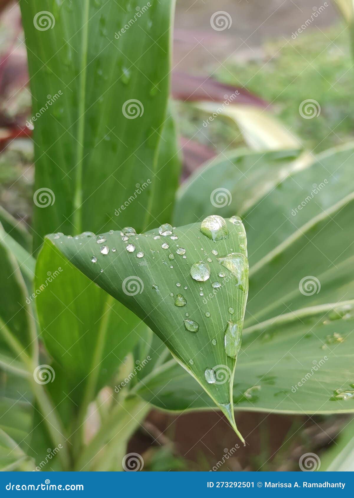 Water Dew Drops on the Heliconia Leaves Stock Image - Image of herb ...