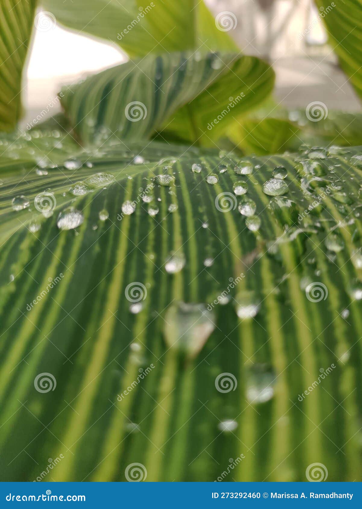 Water Dew Drops on the Textured Leaves Stock Photo - Image of tree ...