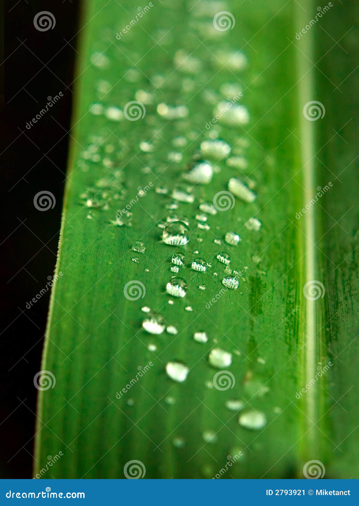 Water Dew on Leaf stock image. Image of nature, grass - 2793921
