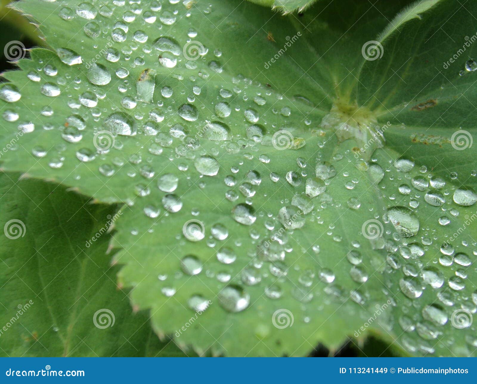 Water, Dew, Leaf, Drop Picture. Image: 113241449