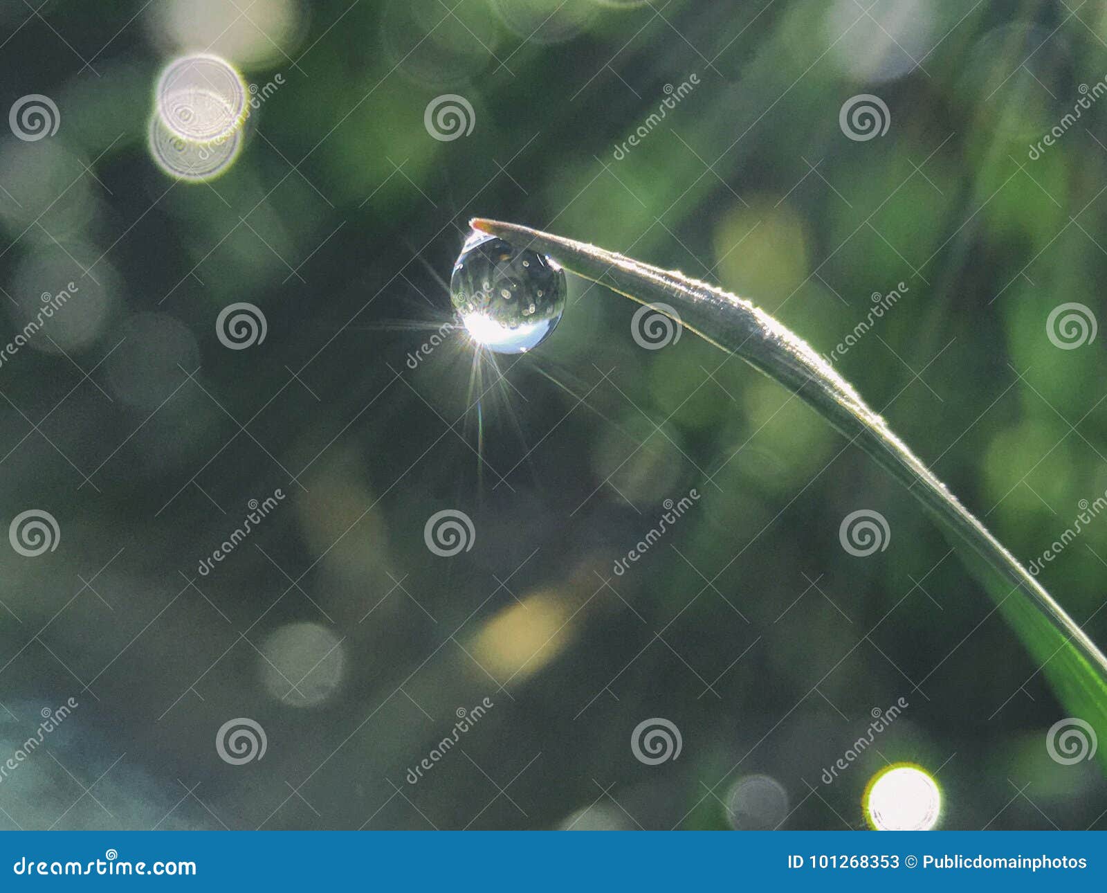 Water, Dew, Moisture, Drop Picture. Image: 101268353