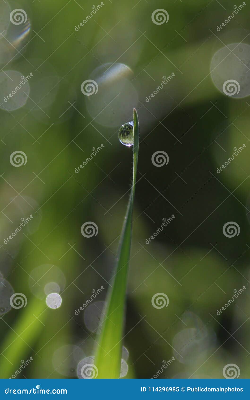 Water, Dew, Moisture, Drop Picture. Image: 114296985