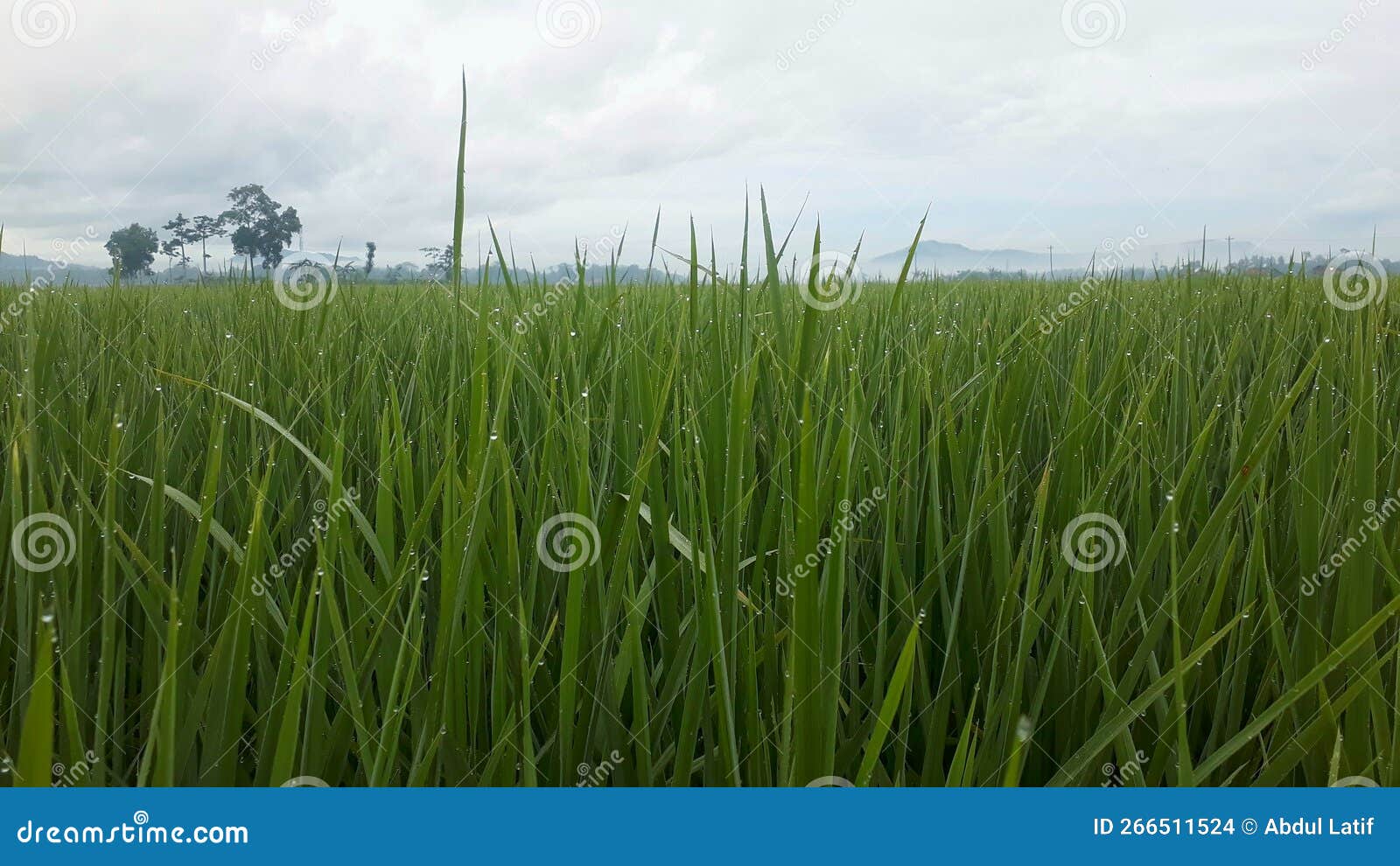 Dew Grains on Rice Leaves in the Rice Fields Stock Photo - Image of ...