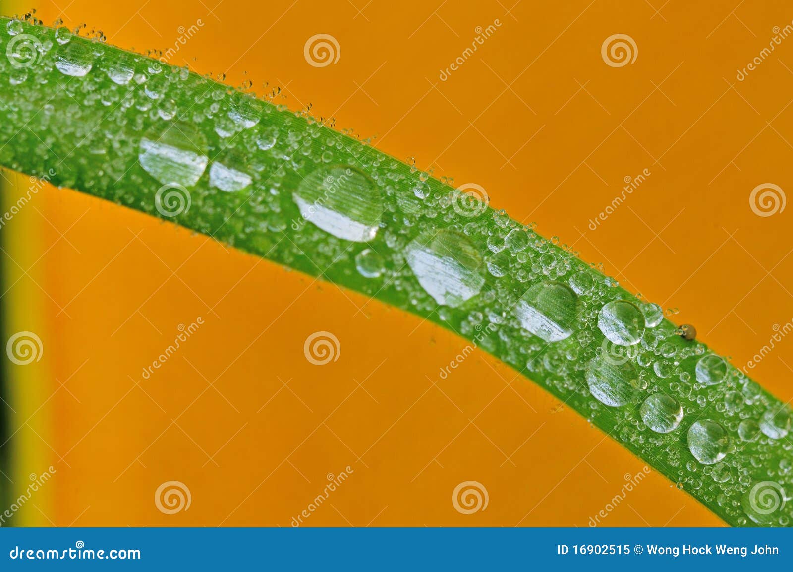 Water dews stock image. Image of clear, nature, liquid - 16902515