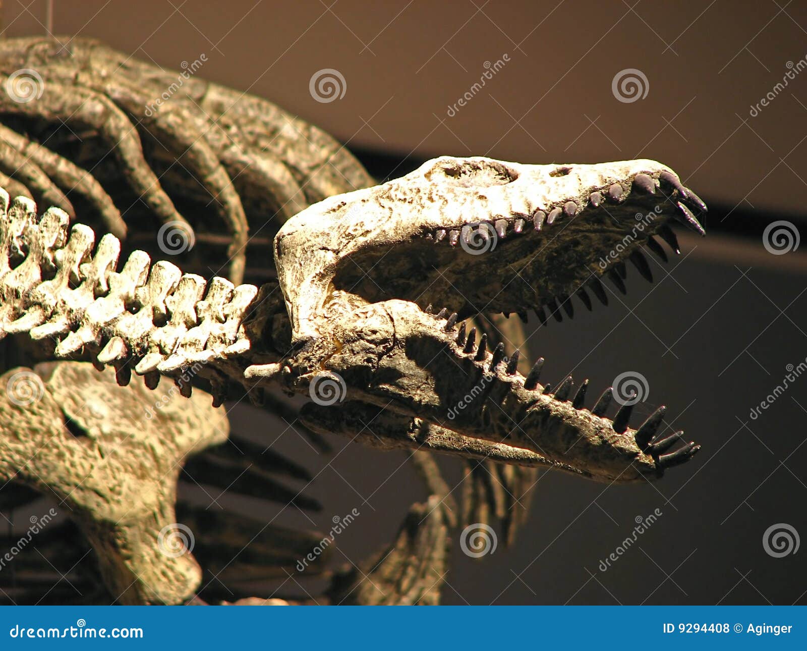 Water dinosaur skeleton stock photo. Image of dino, skull - 9294408
