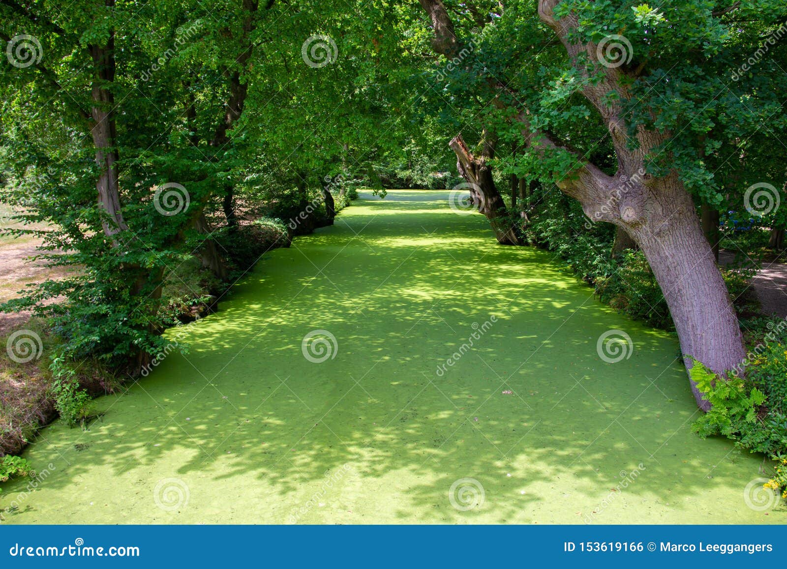 Water Ditch Covered by Green Moss in a Beautiful Green Forest ...
