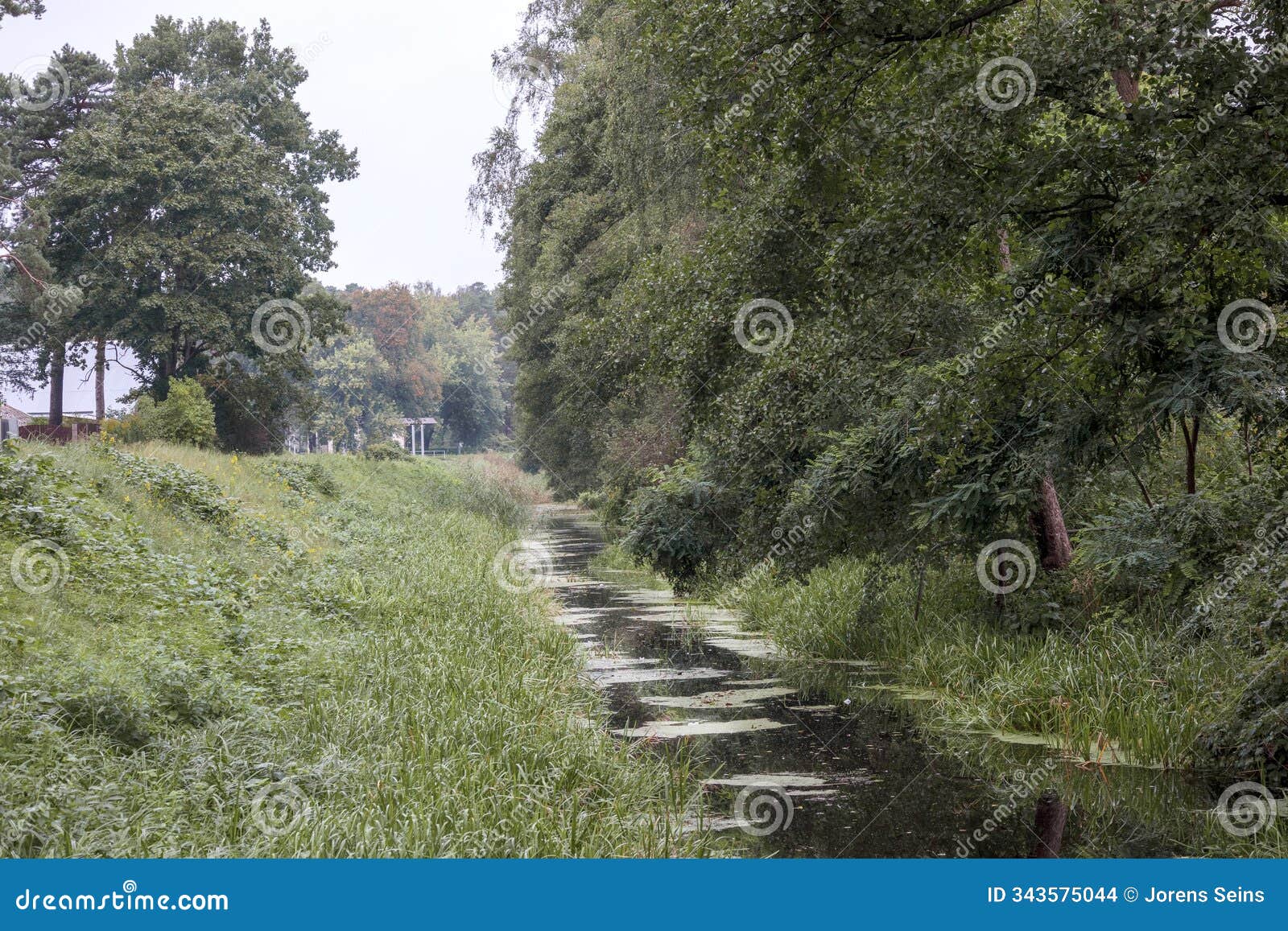 .water Ditch at the Edge of the Forest Stock Photo - Image of summer ...