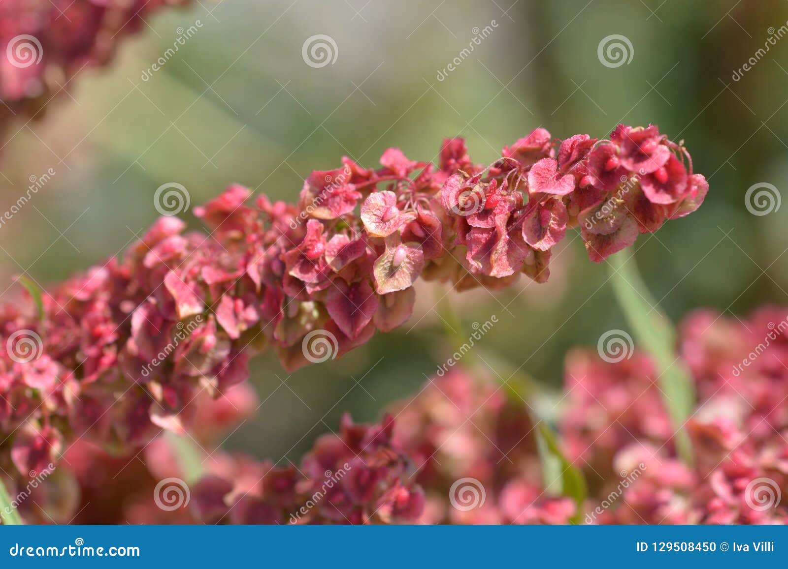 Water dock stock photo. Image of water, spring, green - 129508450