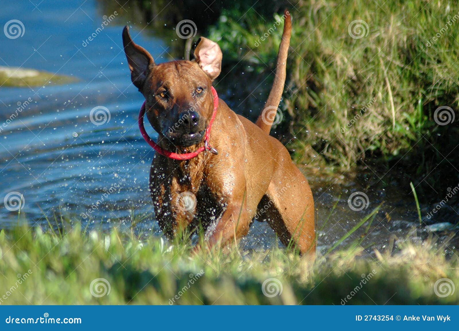 Water dog stock photo. Image of canine, dogs, adorable - 2743254