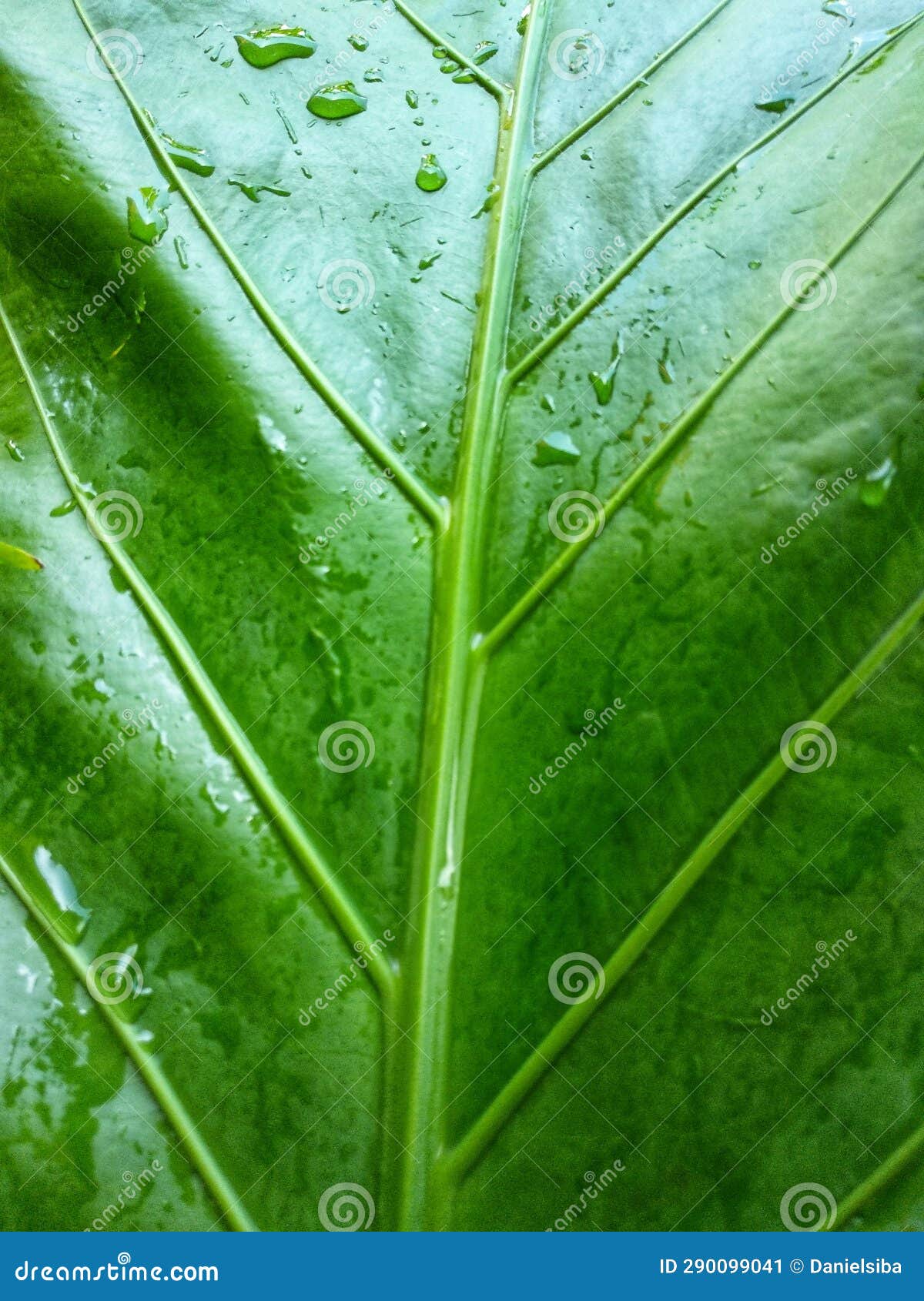 Water dot on leaf surface stock image. Image of surface - 290099041
