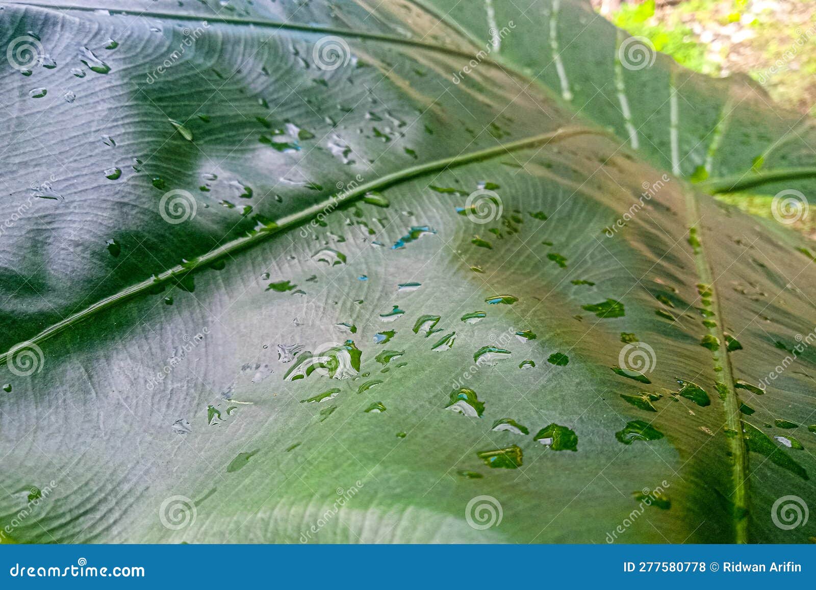 Water Dots on a Big Green Leaf Stock Photo - Image of tree, leaf: 277580778