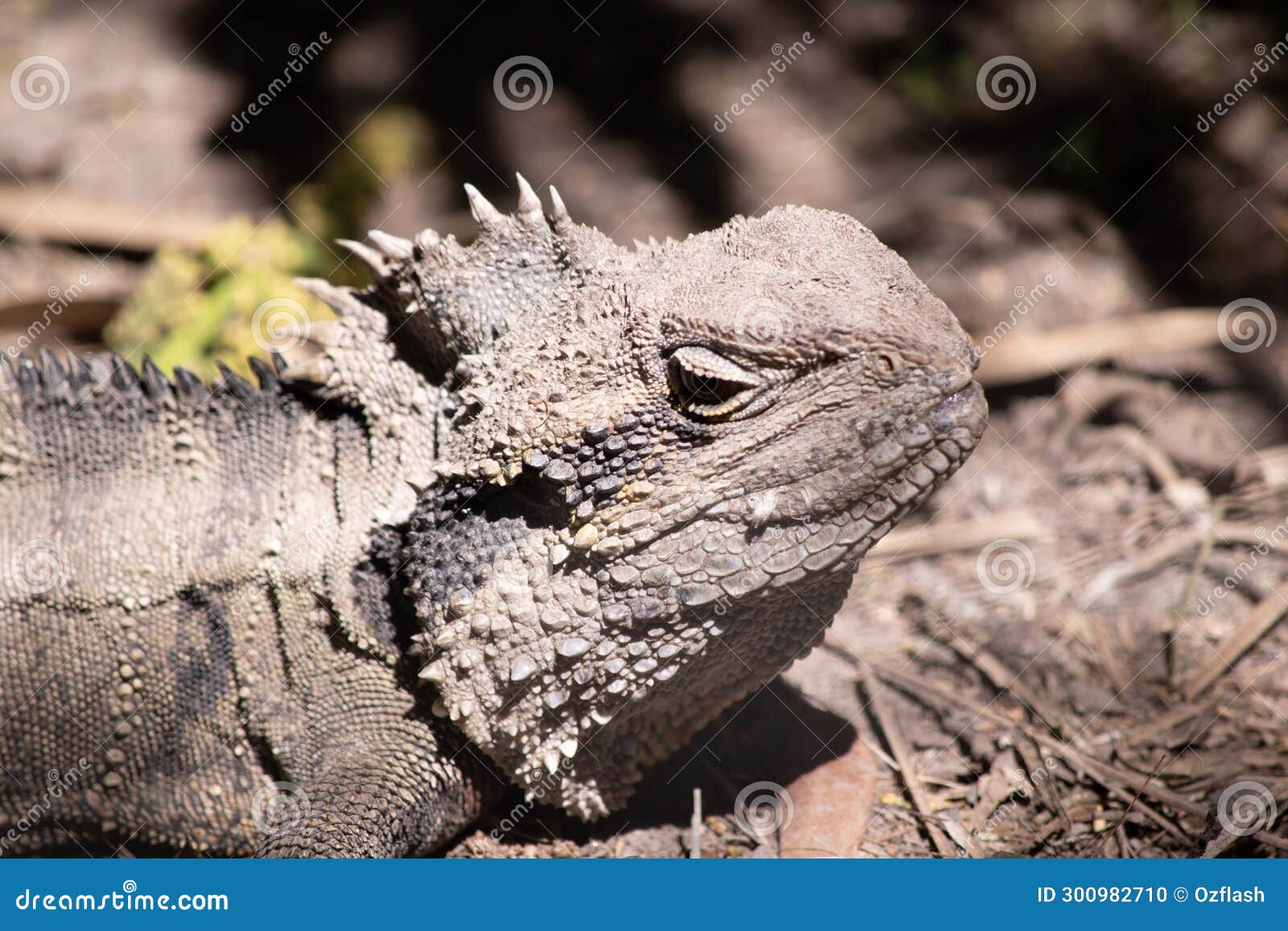 This is a Close Up of a Water Dragon Stock Photo - Image of animal ...