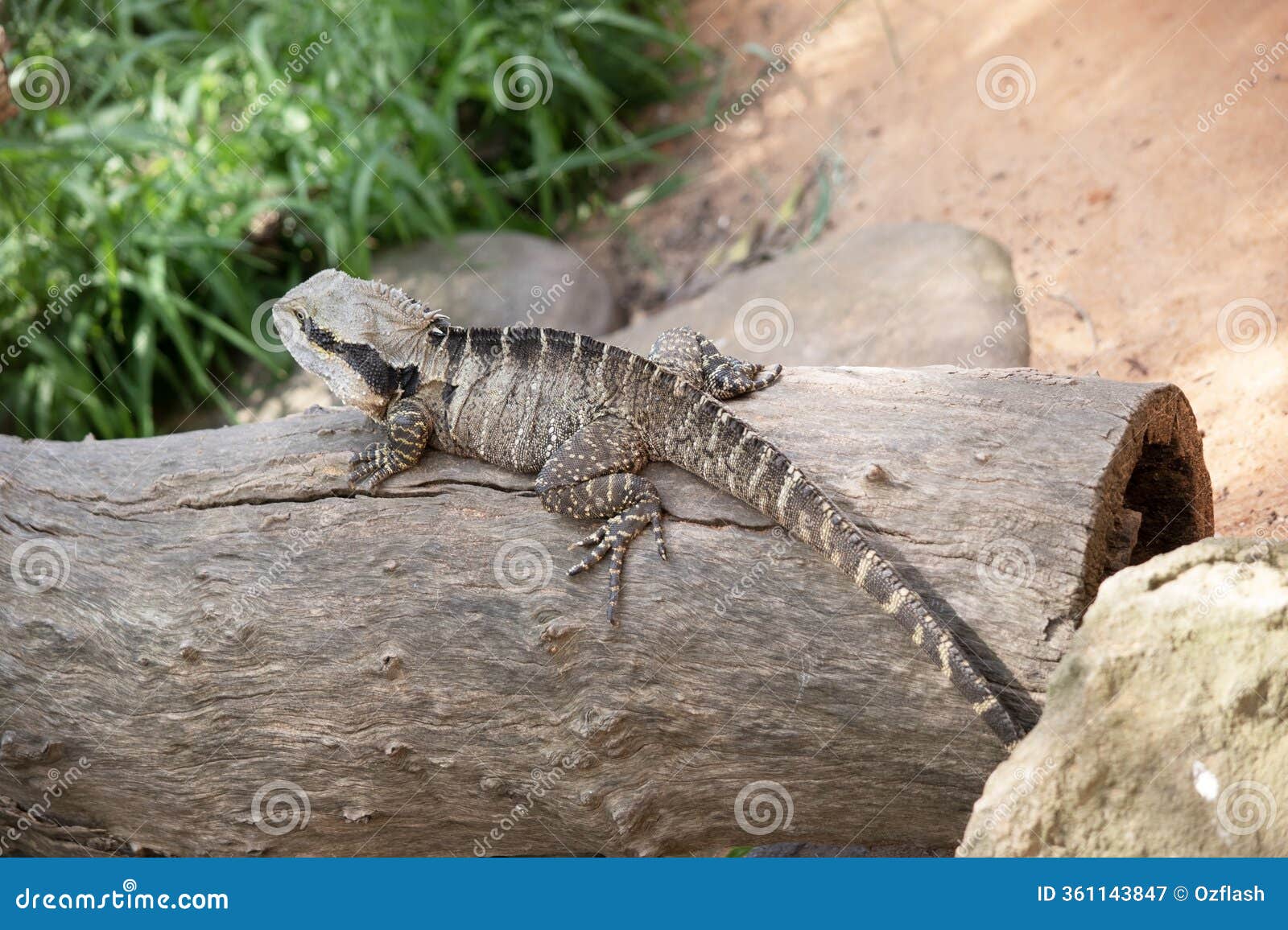 The Water Dragon Lizard is Climbing Up a Log Stock Image - Image of ...