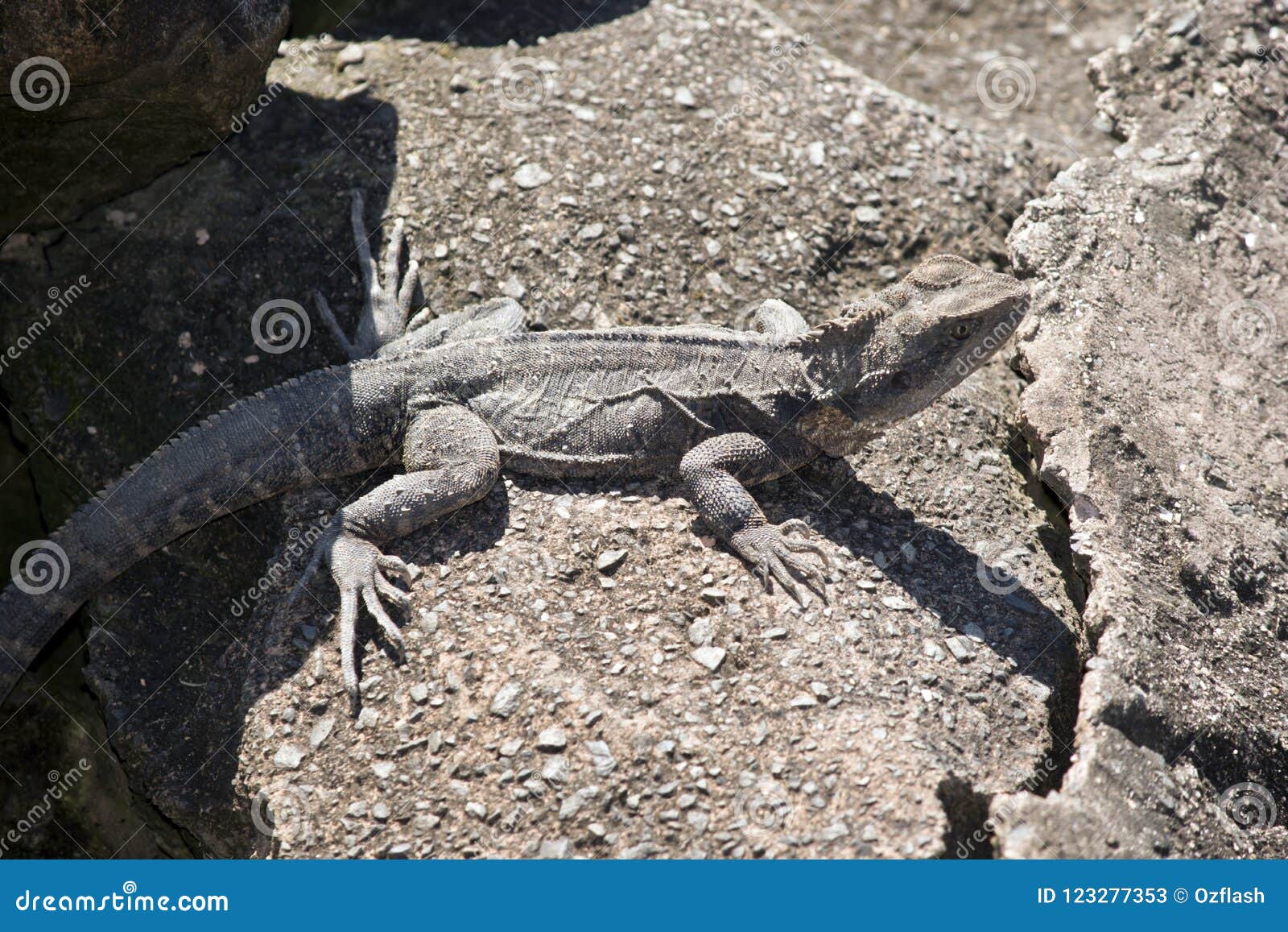 A water dragon stock image. Image of lizard, grey, australia - 123277353