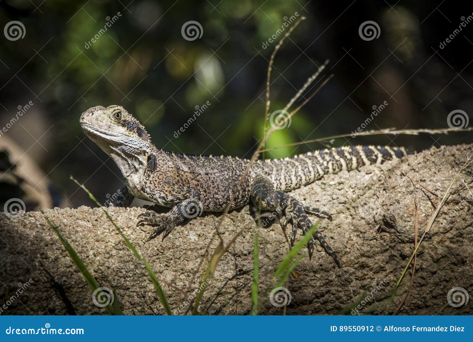 Water Dragon Lizard at Sydney Harbour Stock Photo - Image of sunbathing ...