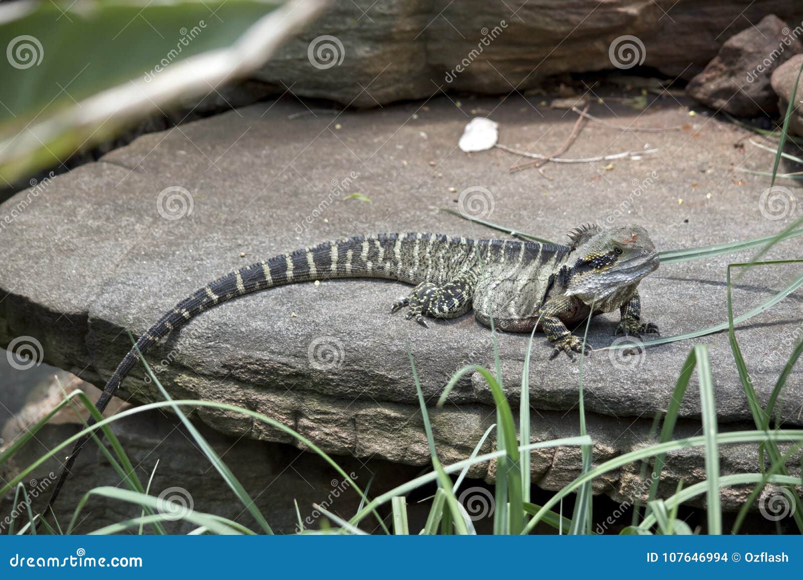 Water dragon lizard stock photo. Image of deagon, grey - 107646994