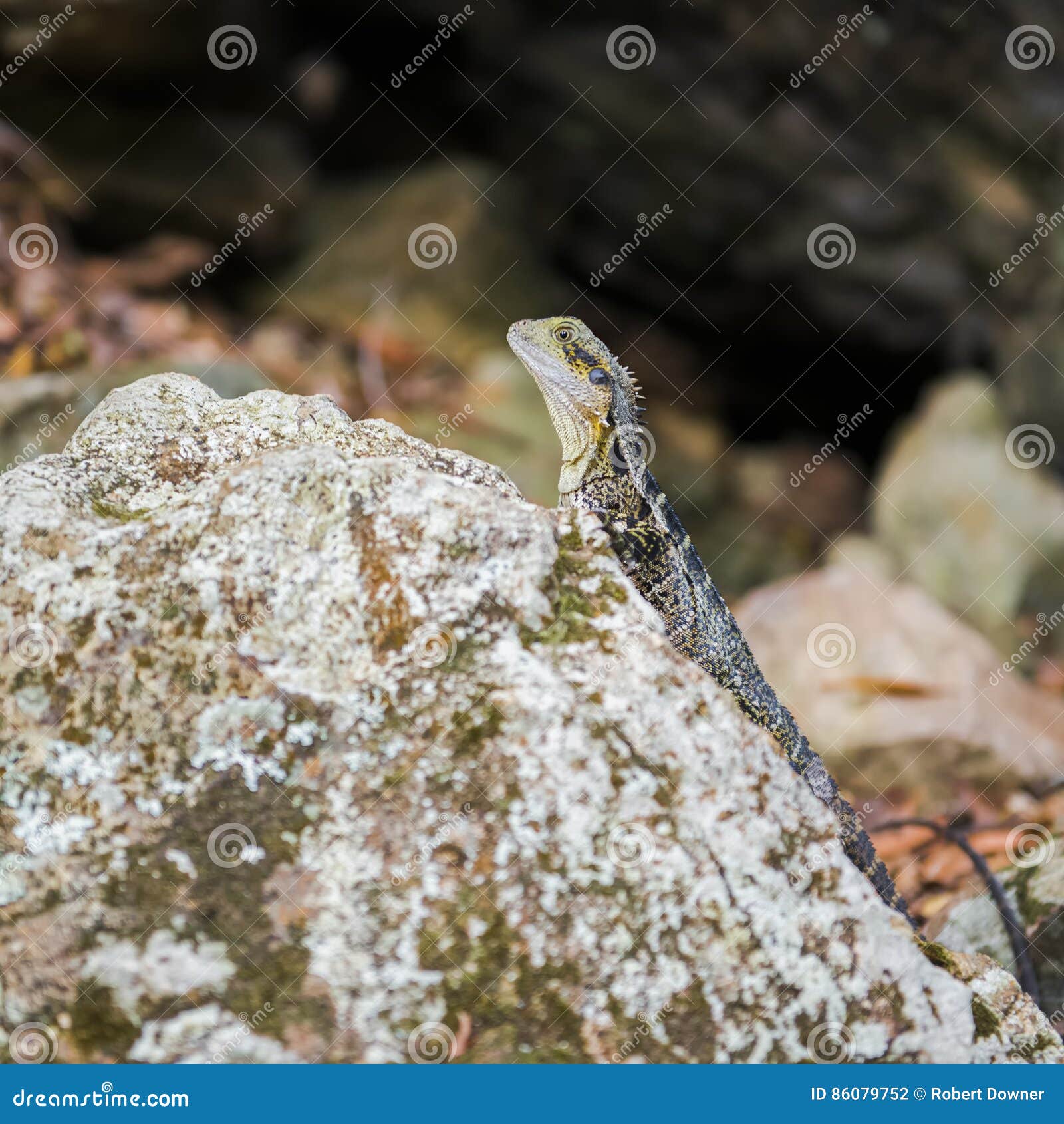 Water Dragon Resting on a Rock. Stock Photo - Image of dragon, wild ...