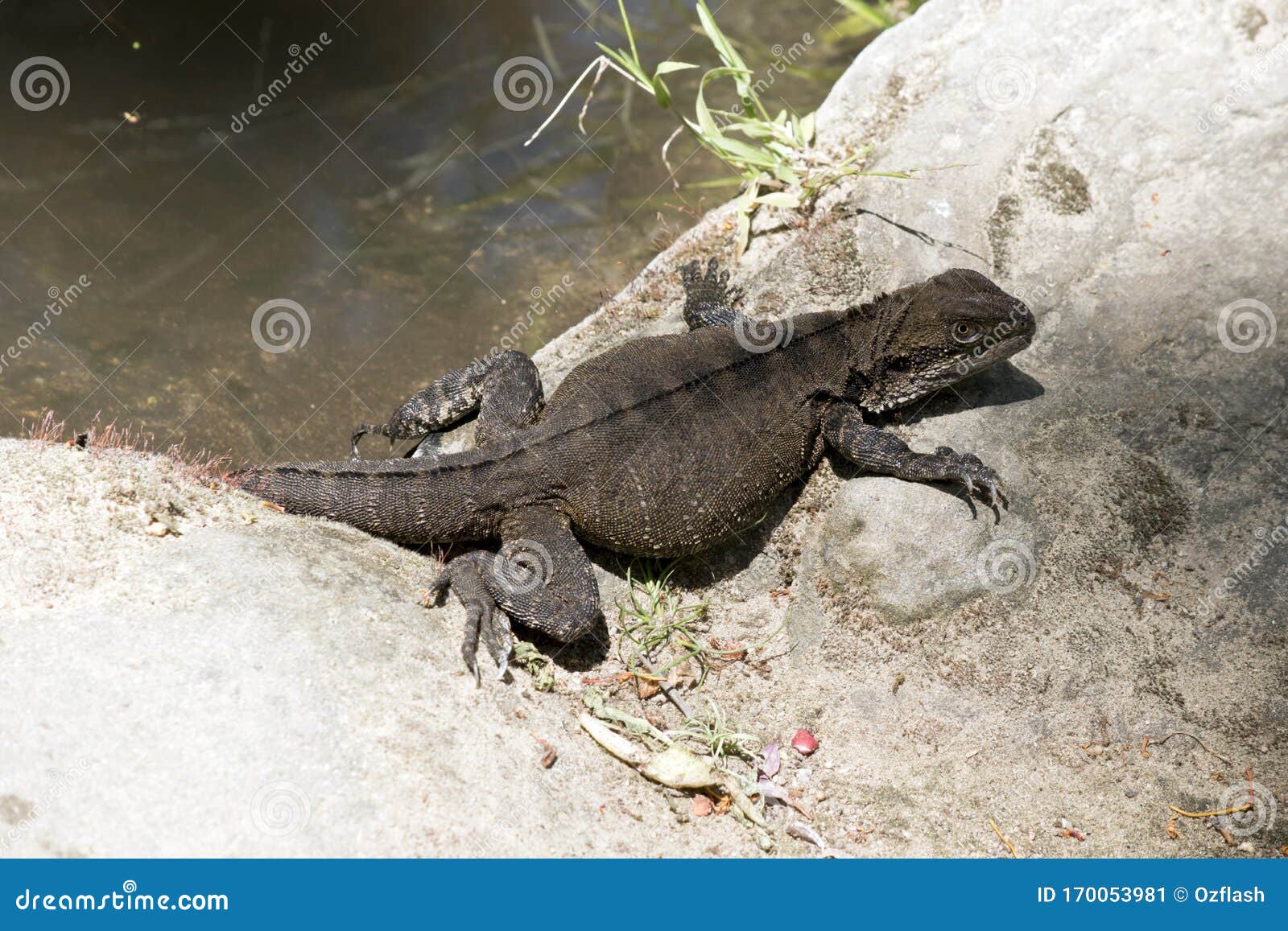 The Water Dragon is Climbing Out of the Water Stock Image - Image of ...