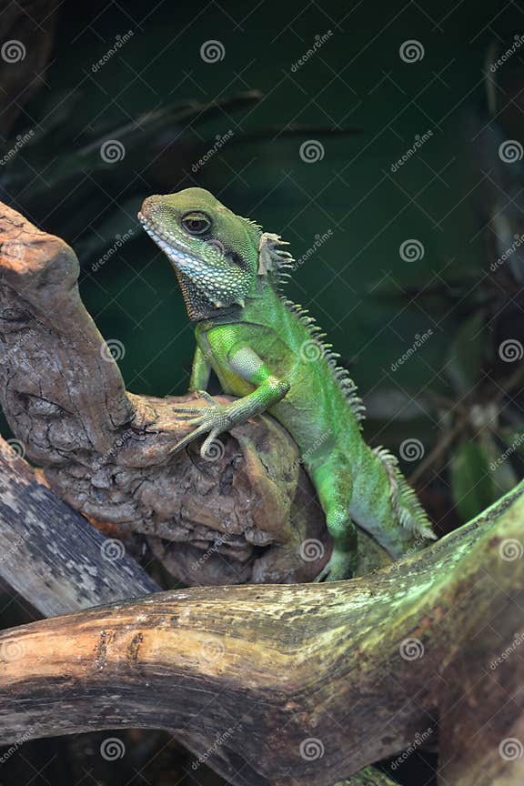 Chinese Water Dragon - Strike a Pose Stock Photo - Image of dragon ...