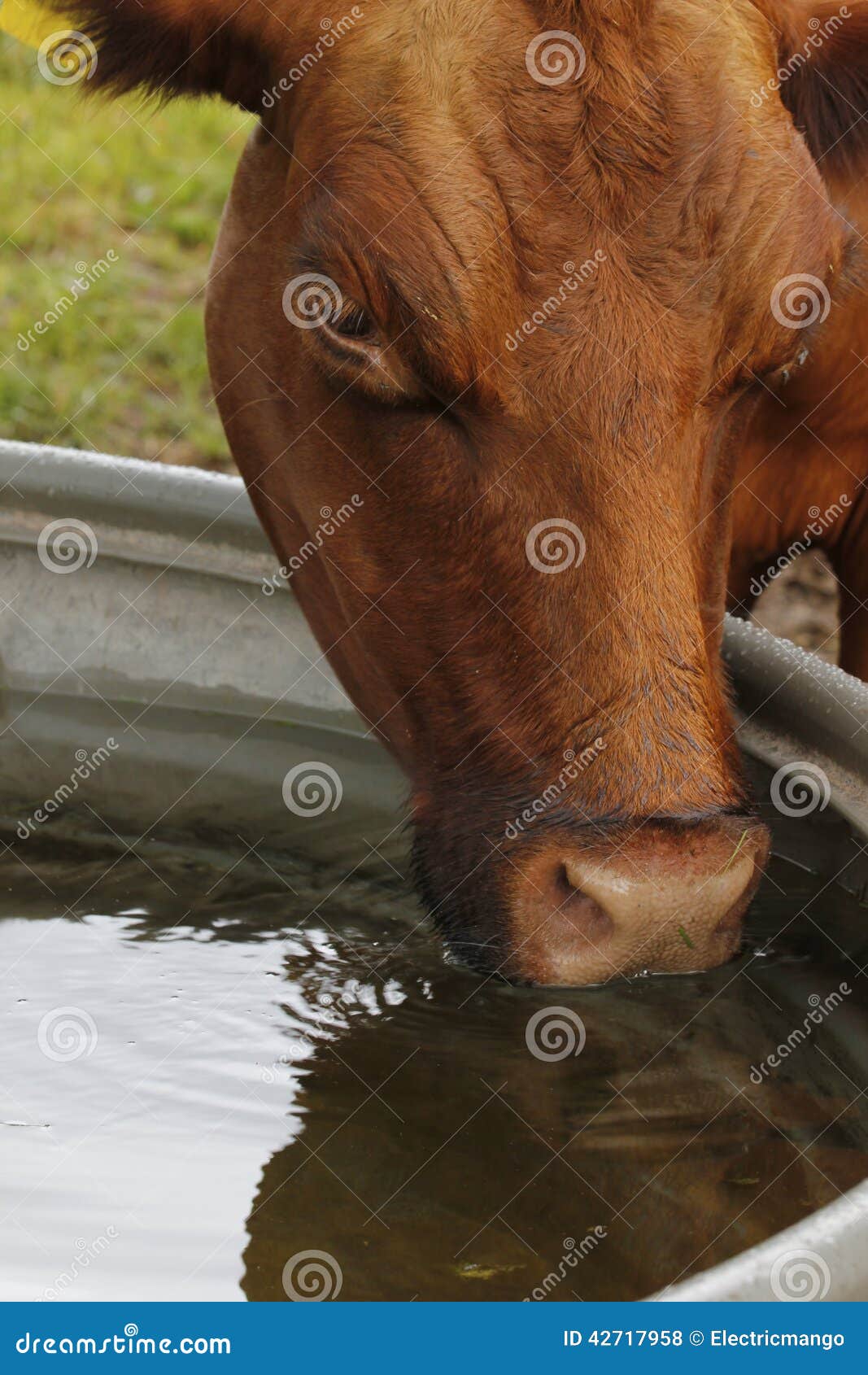 Water drinking cow stock photo. Image of shelter, meadow - 42717958