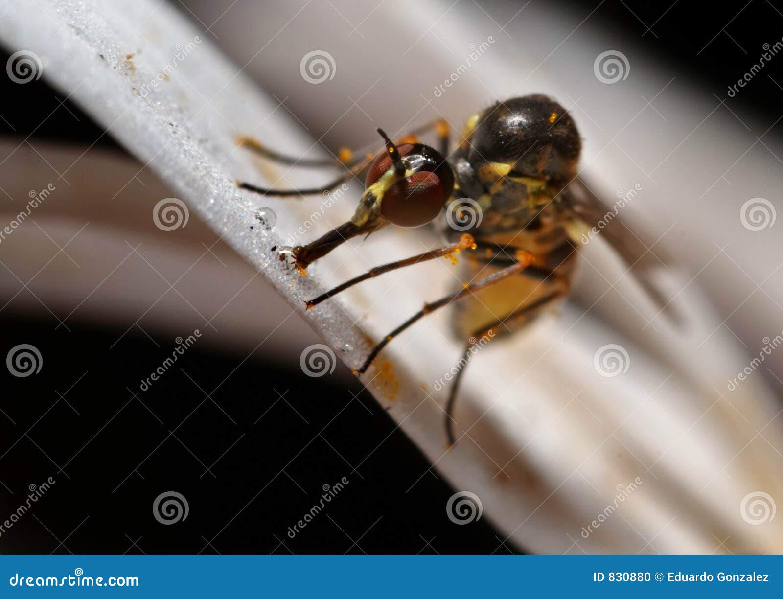 Water-drinking fly stock photo. Image of refreshment, heat - 830880
