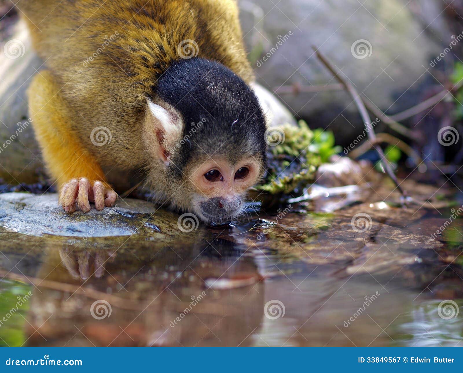Water drinking monkey stock image. Image of east, reflection - 33849567
