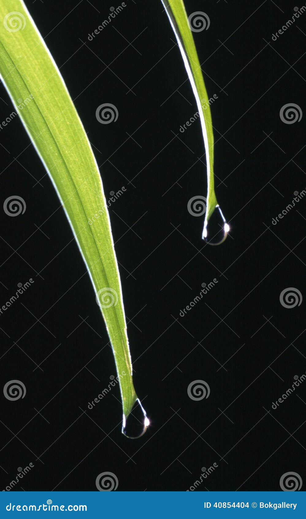 Water drip from plant stock photo. Image of leaf, vertical - 40854404