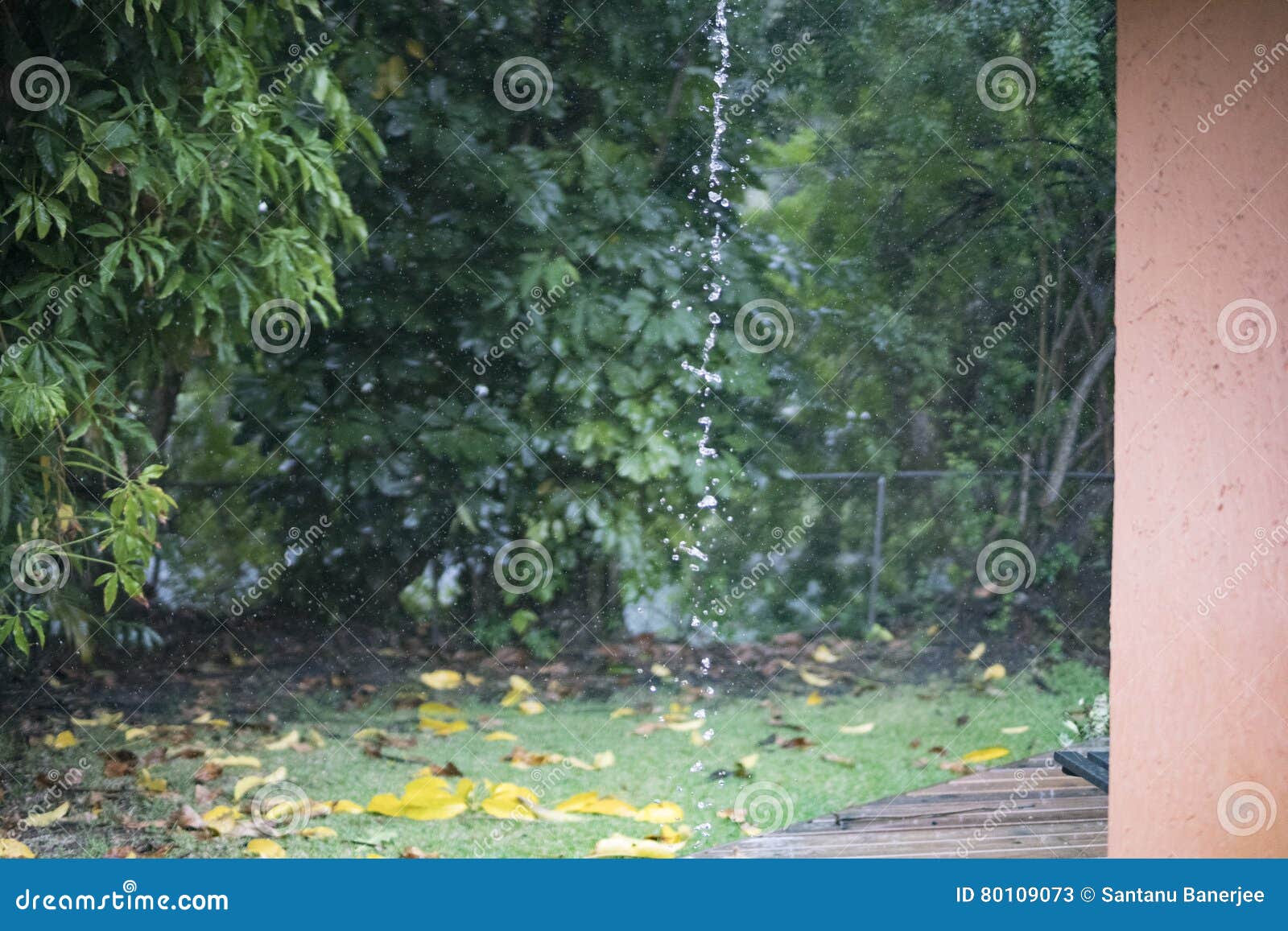 Water drip after rains stock image. Image of rains, tropics - 80109073