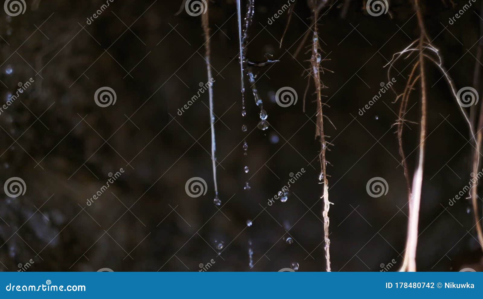 Water Dripping Down on a Cold Rock with Leaves. Slow Motion Stock ...