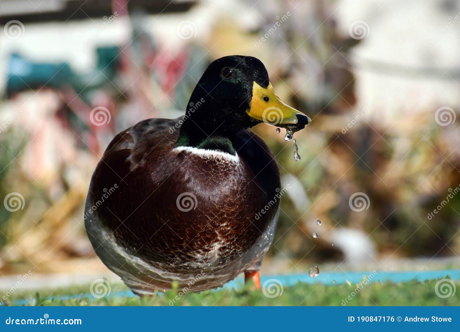 Dripping Down Drops Of Rain On Glass Stock Image | CartoonDealer.com ...