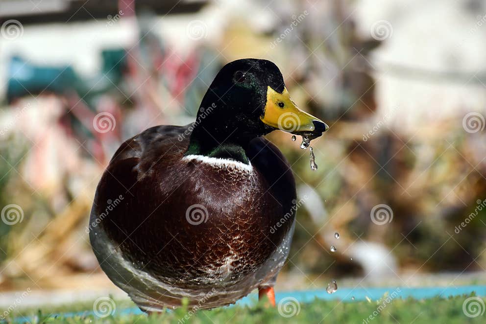 Water Dripping Down Mail Ducks Beat Stock Photo - Image of yellow, anas ...