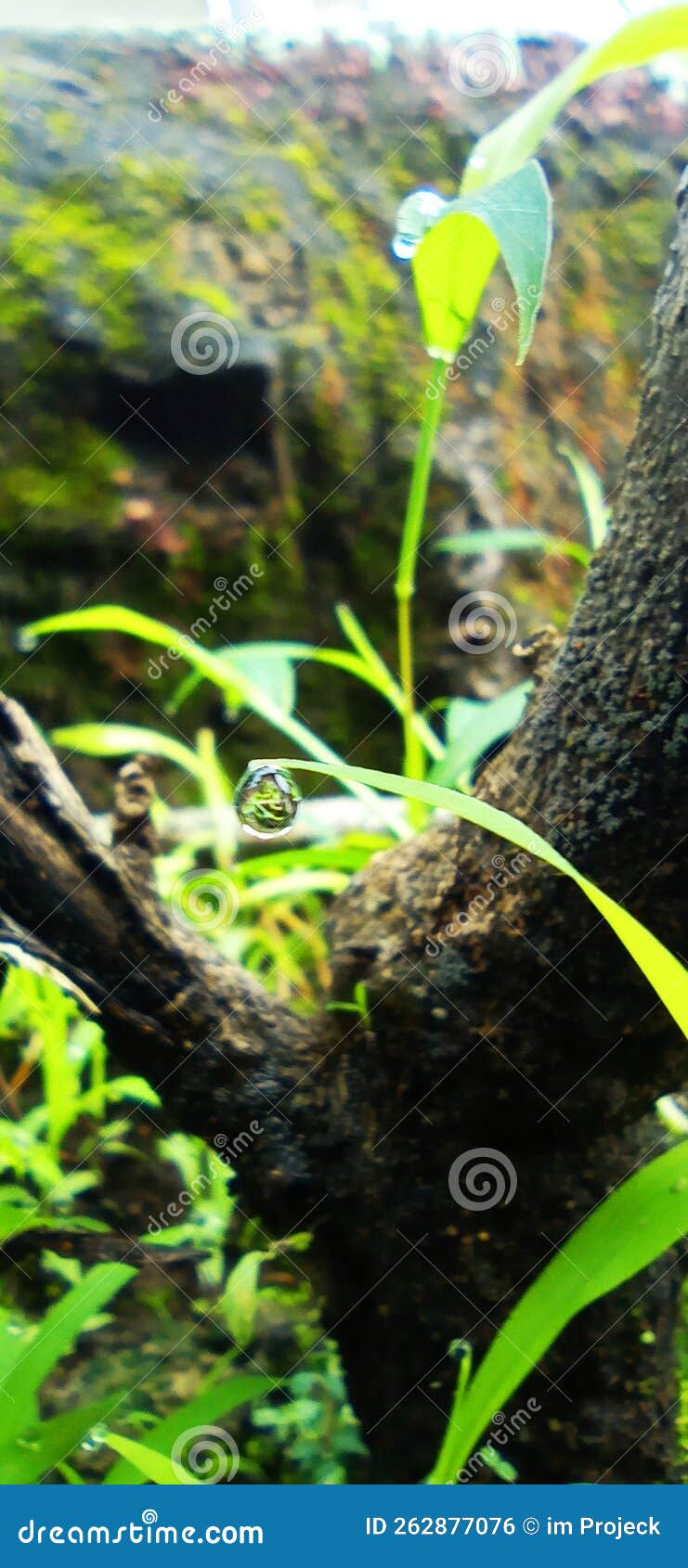 Water Dripping on Green Leaves Stock Photo - Image of amphibian, green ...