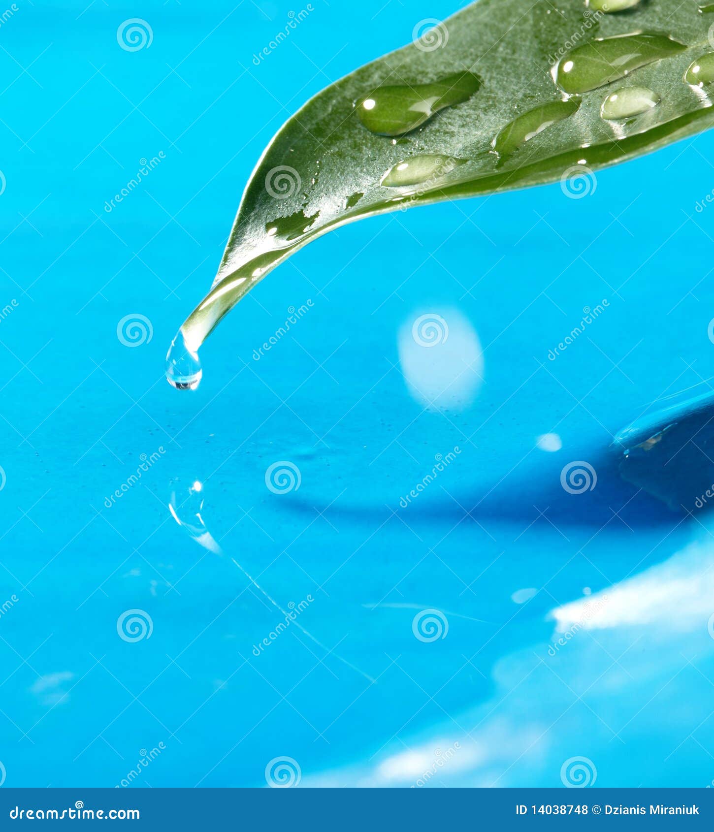 Water dripping of a leaf stock photo. Image of freshness - 14038748