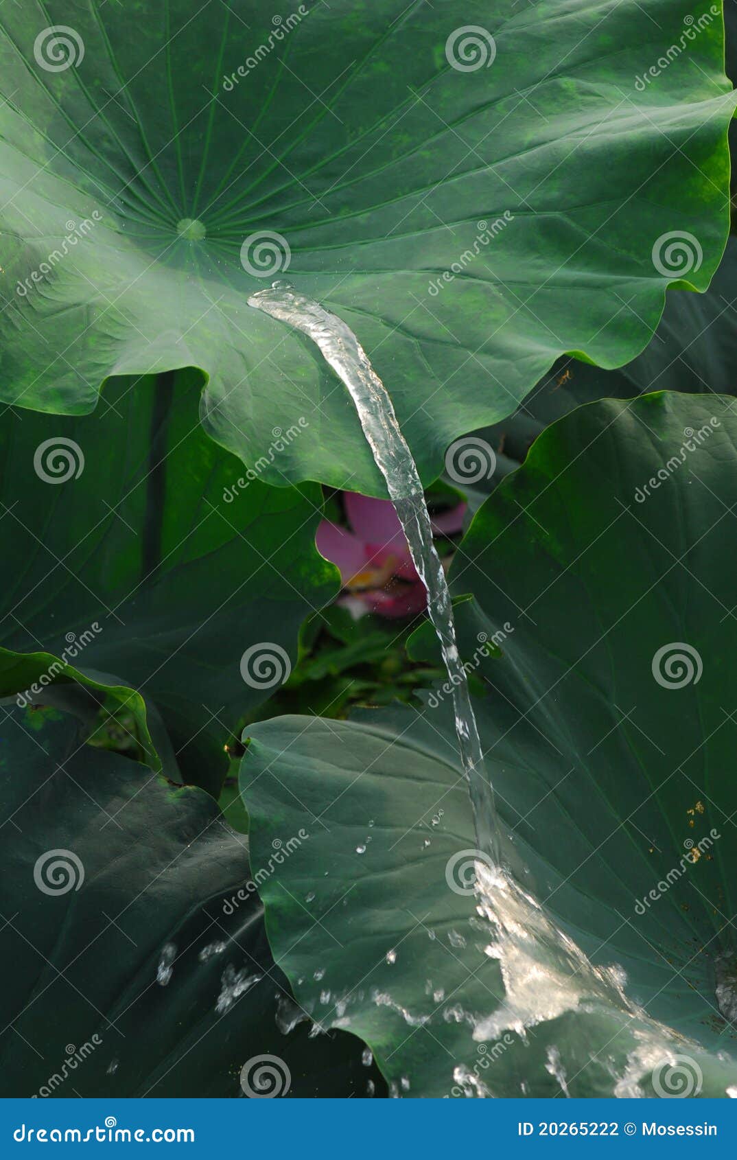Water dripping leaf stock photo. Image of leaves, dripping - 20265222