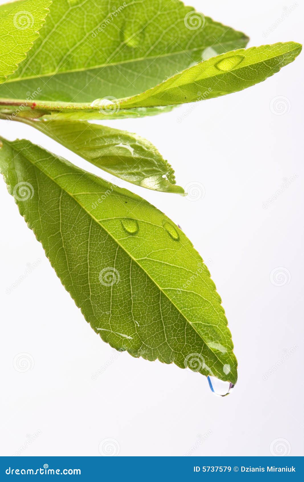 Water dripping of a leaf stock image. Image of relax, green - 5737579