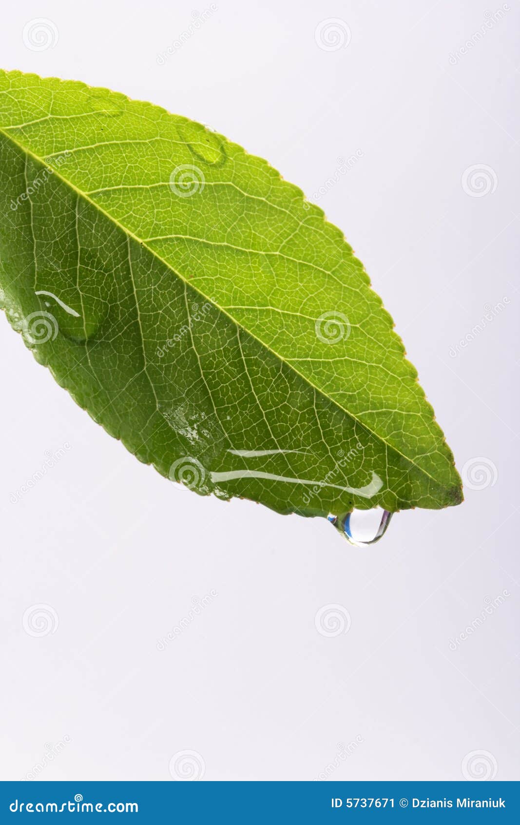 Water dripping of a leaf stock image. Image of droplet - 5737671