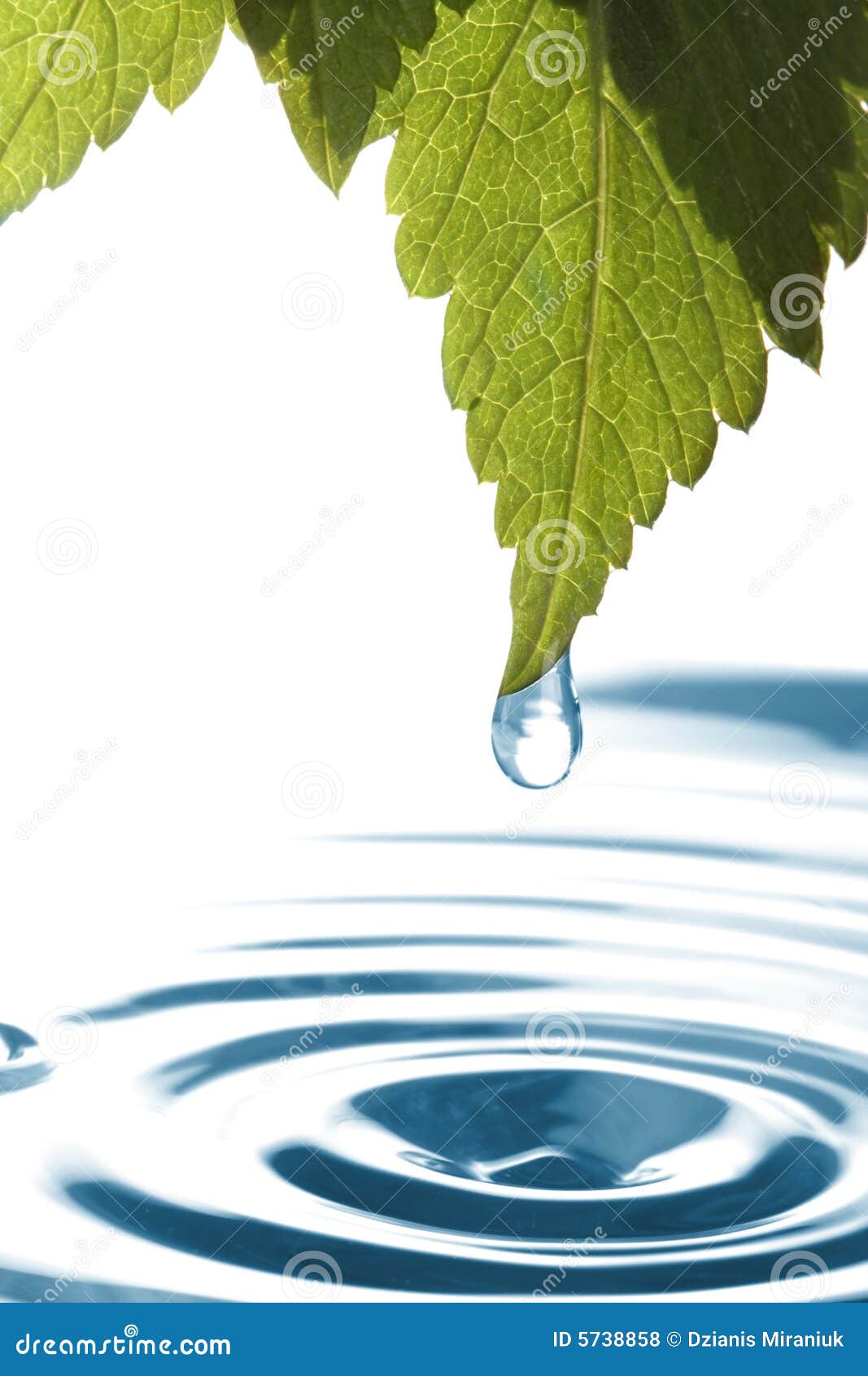 Water dripping of a leaf stock photo. Image of garden - 5738858