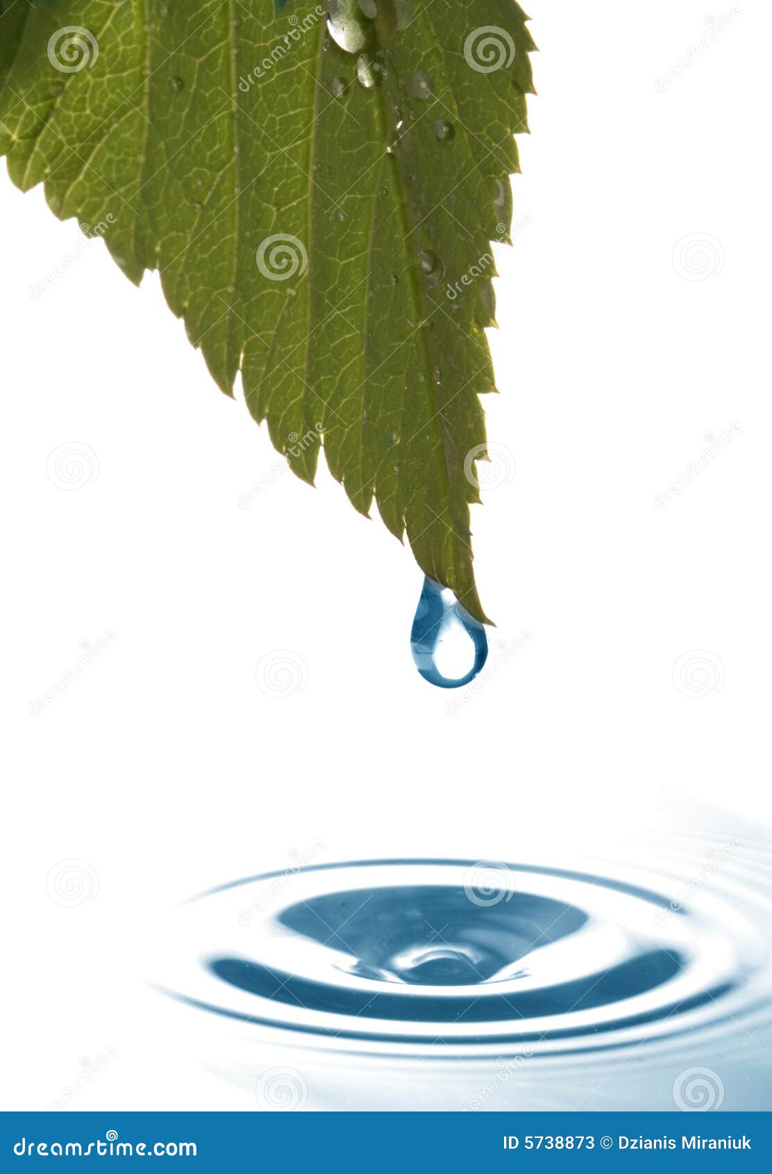 Water dripping of a leaf stock image. Image of bright - 5738873