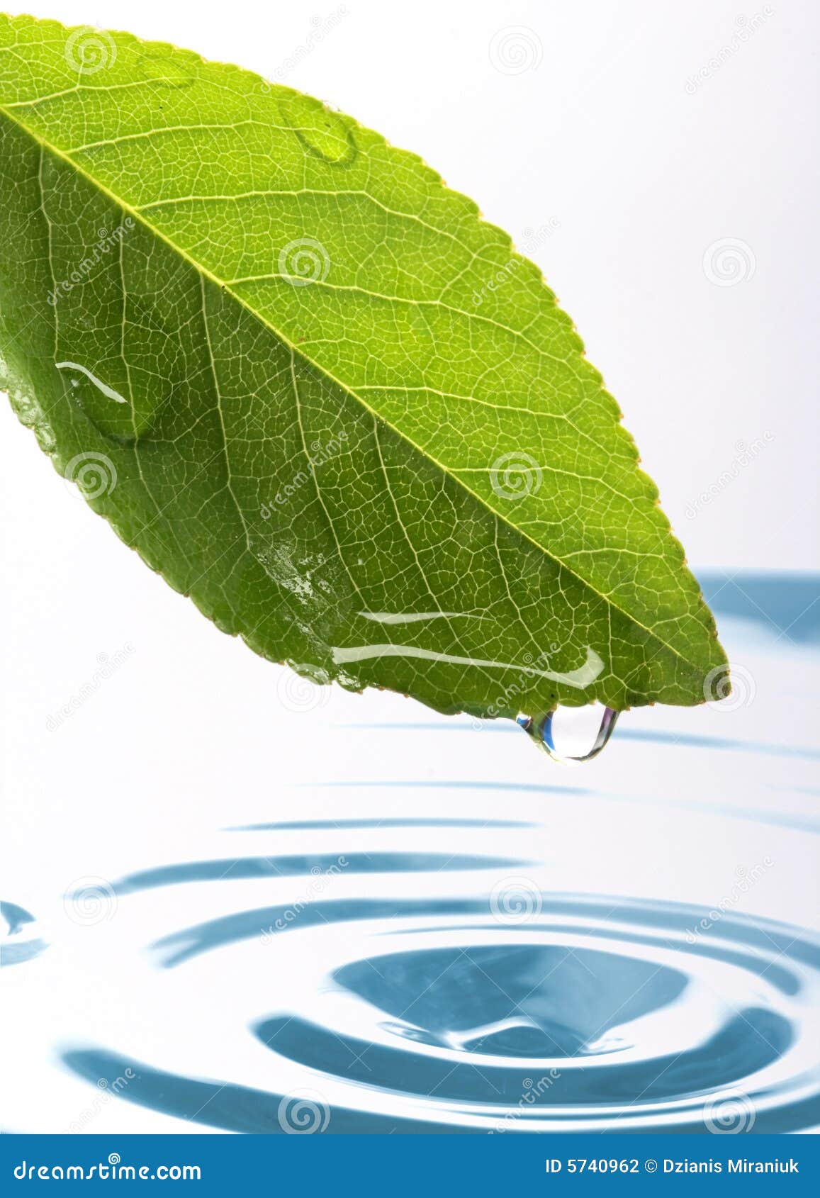 Water dripping of a leaf stock photo. Image of drops, green - 5740962