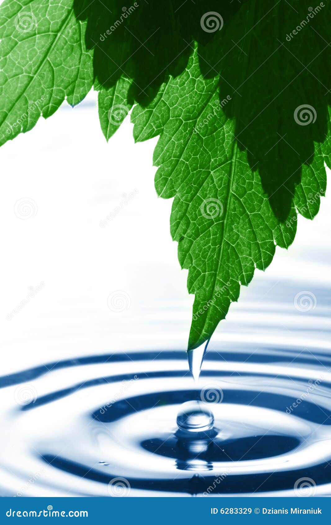 Water dripping of a leaf stock image. Image of relax, outdoors - 6283329
