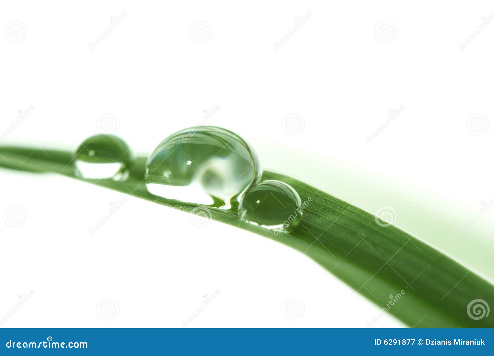 Water dripping of a leaf stock image. Image of drops, sphere - 6291877