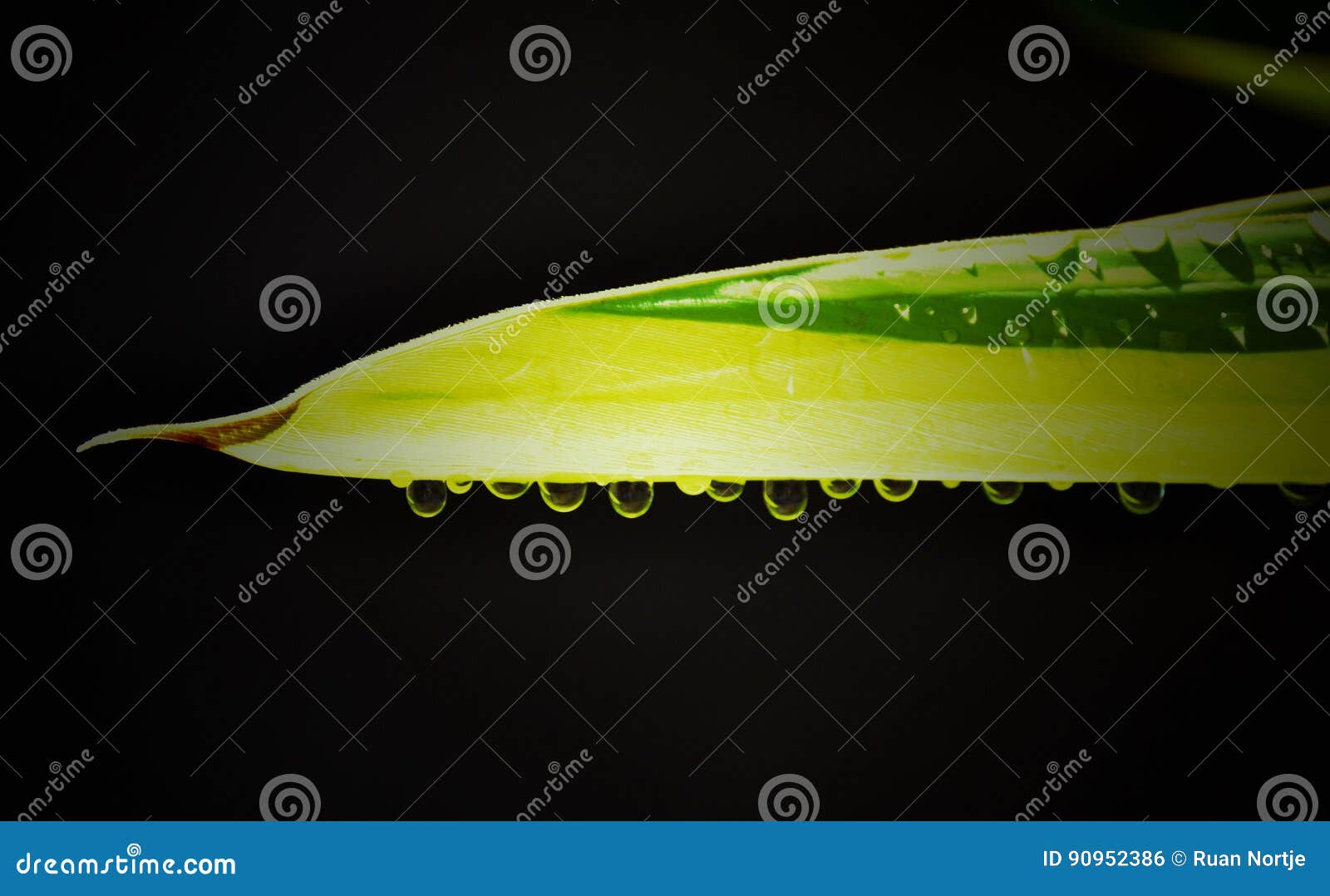 Water dripping from leaf stock photo. Image of garden - 90952386