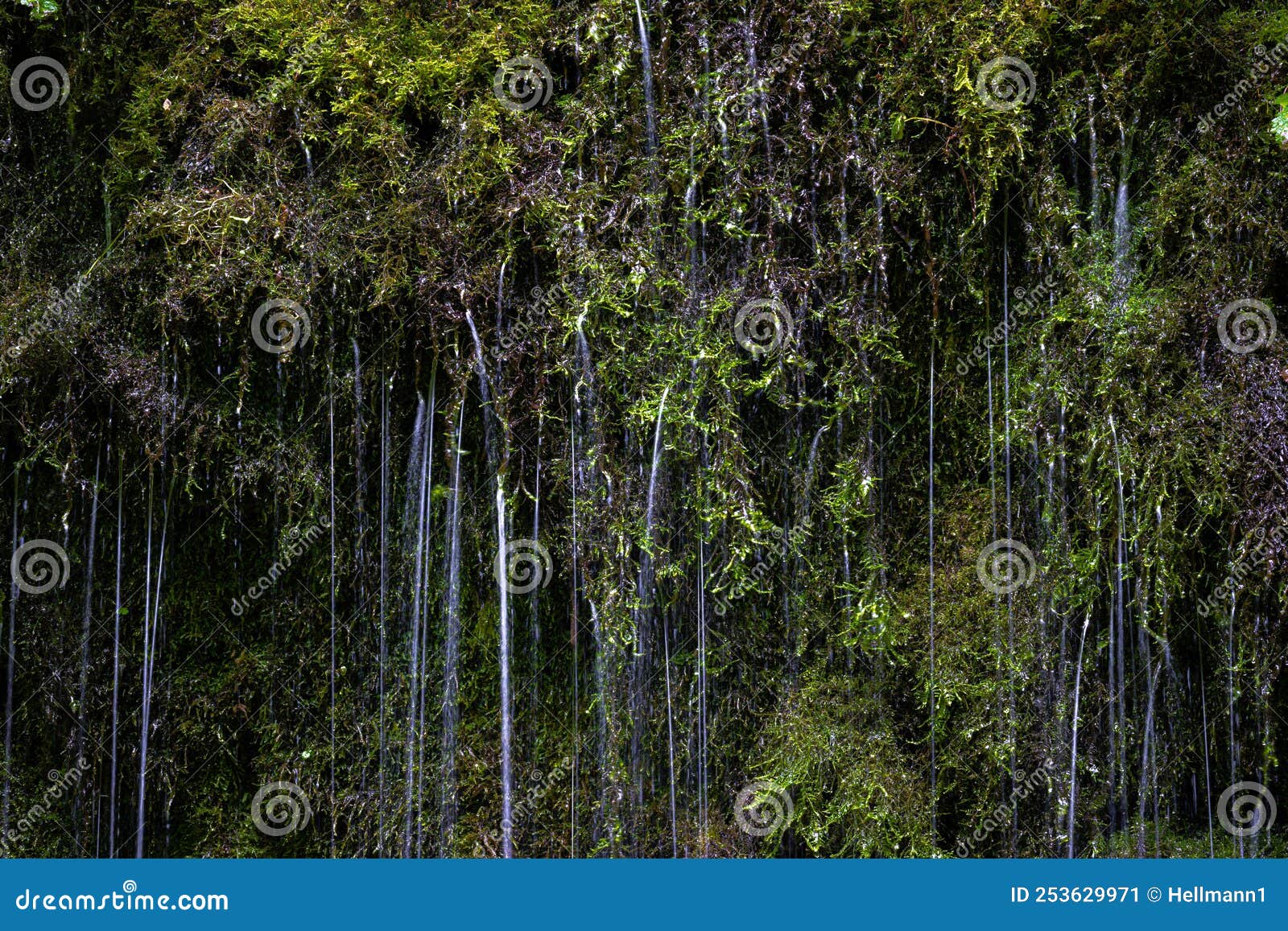 Water Dripping from Moss stock image. Image of cave - 253629971