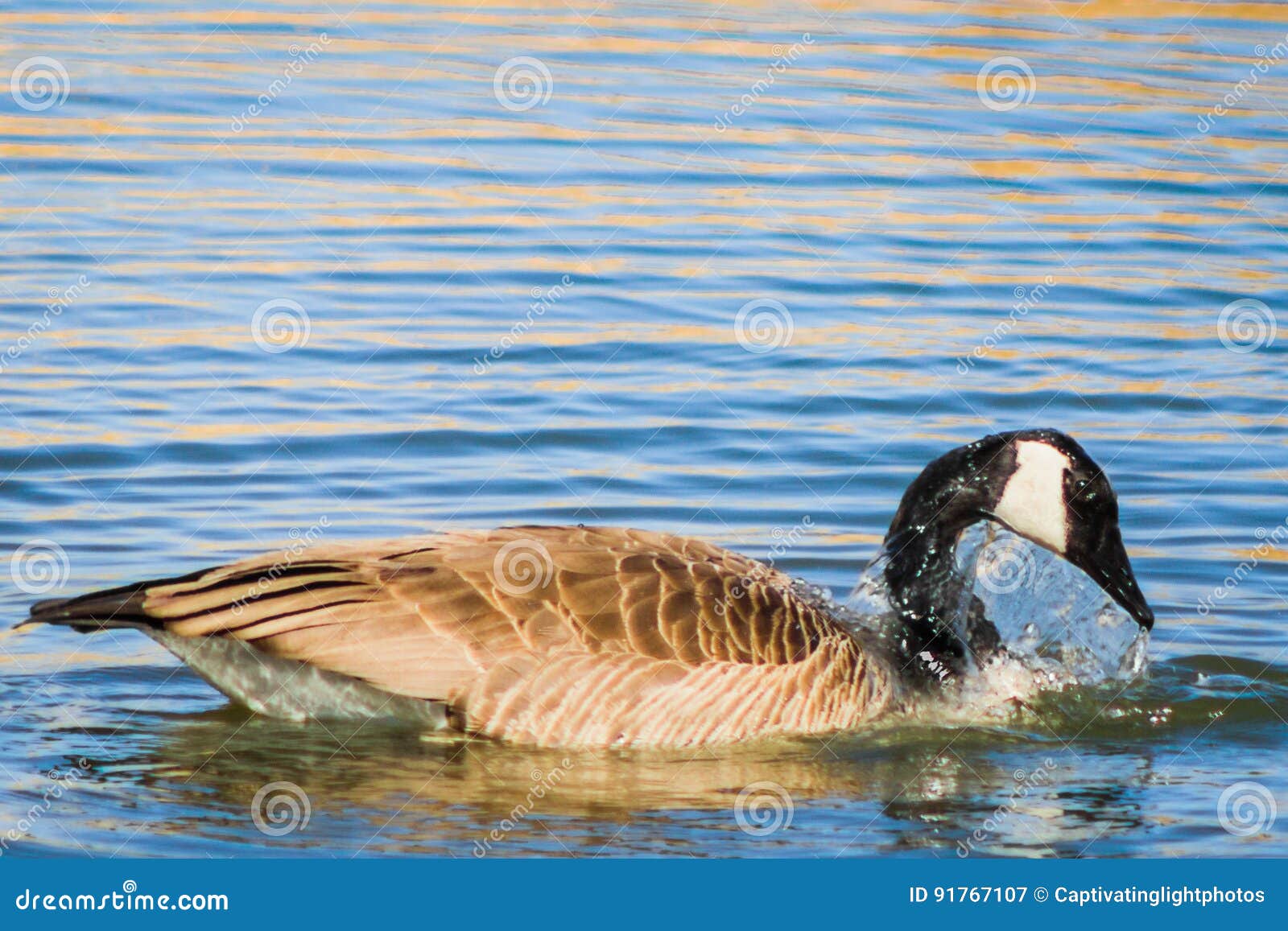 Water Dripping Off the Head of a Goose Stock Image - Image of anserini ...