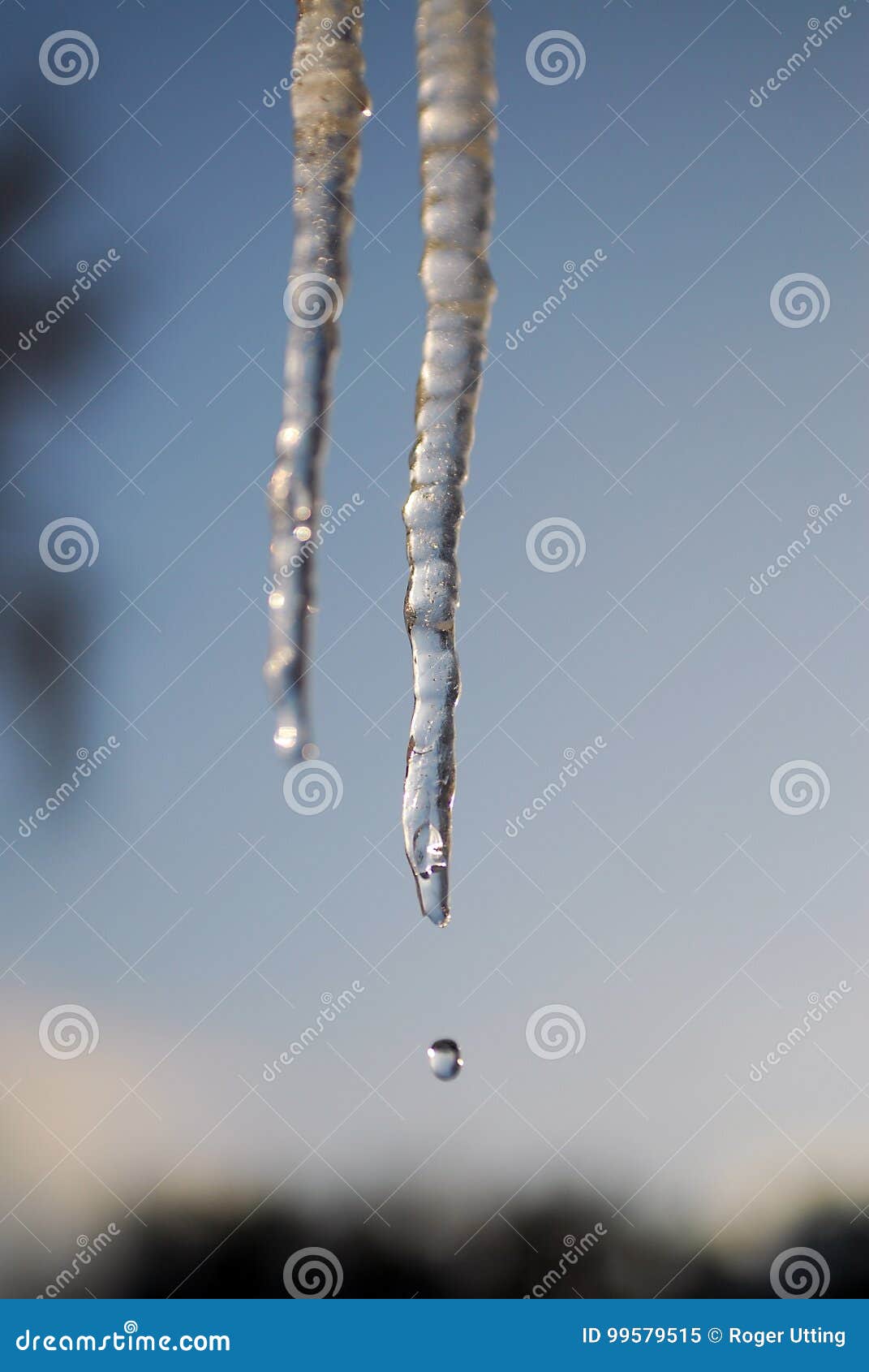 Icicle Drip stock image. Image of clear, water, cold - 99579515