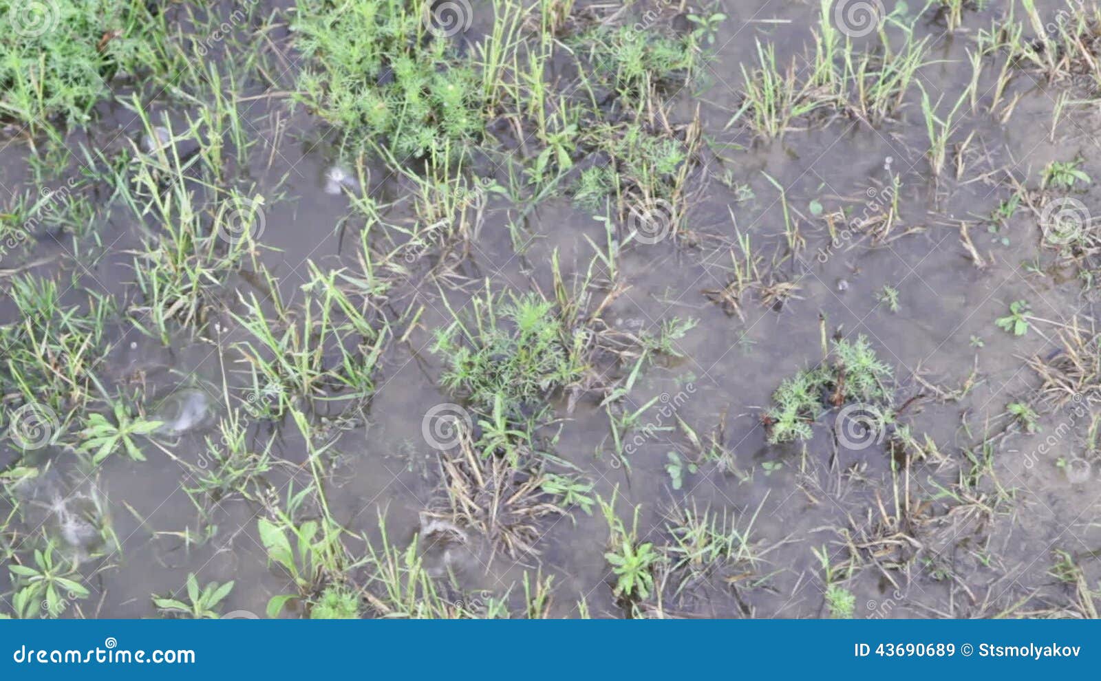 Water Dripping into a Puddle with Grass Stock Video - Video of outdoors ...